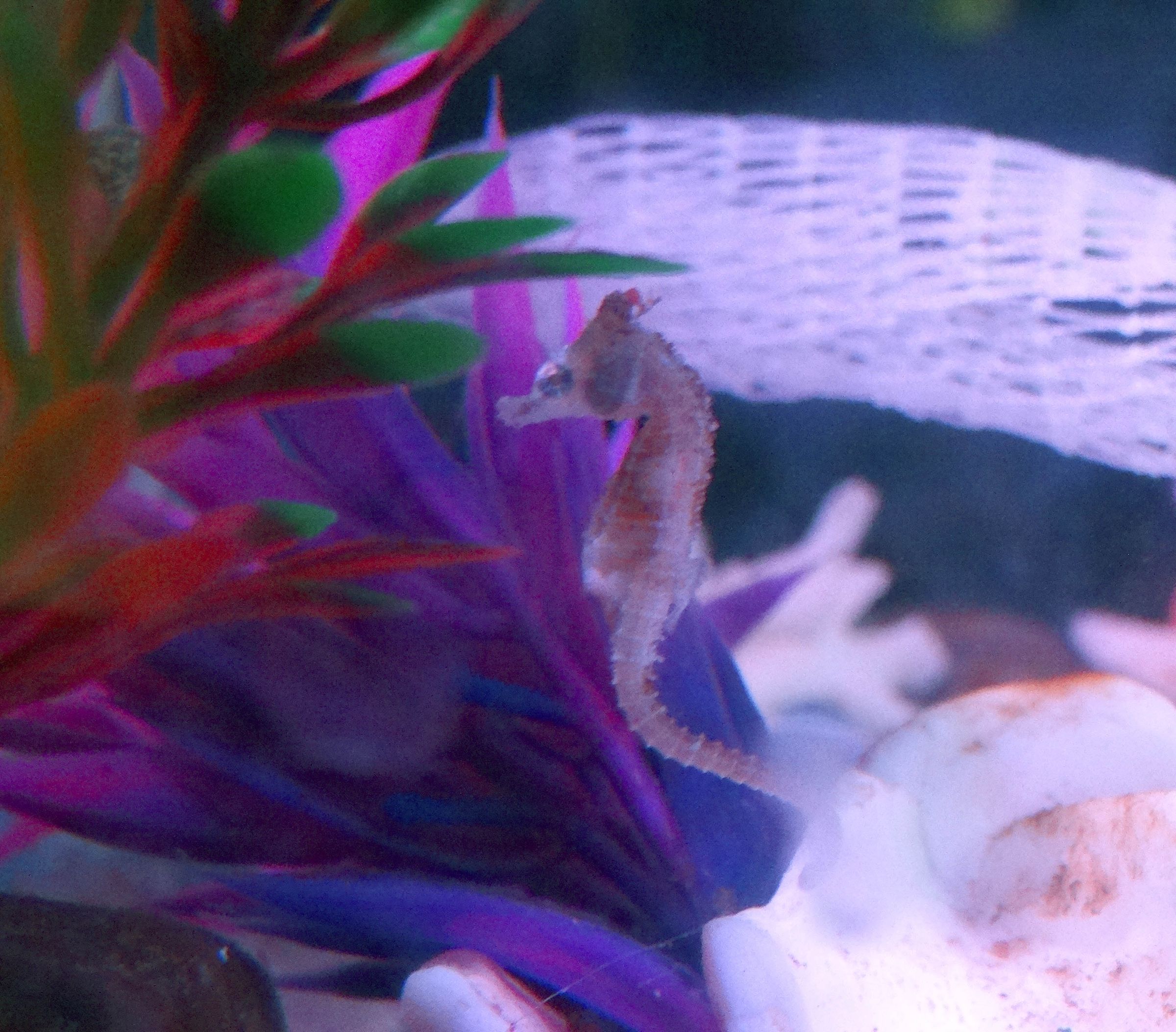 Keeping Dwarf Seahorses : 14 Steps (with Pictures) - Instructables