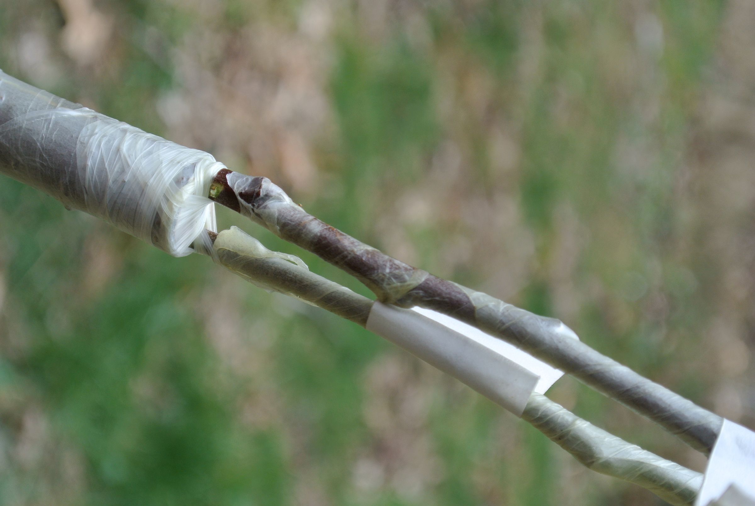 Grafting a Multi-variety Apple Tree. : 10 Steps (with Pictures ...