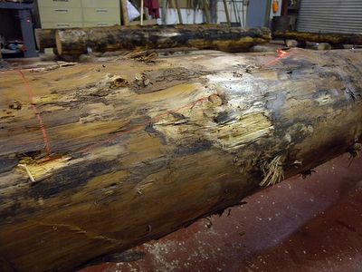 How to Build a Log Shelter : 11 Steps (with Pictures) - Instructables