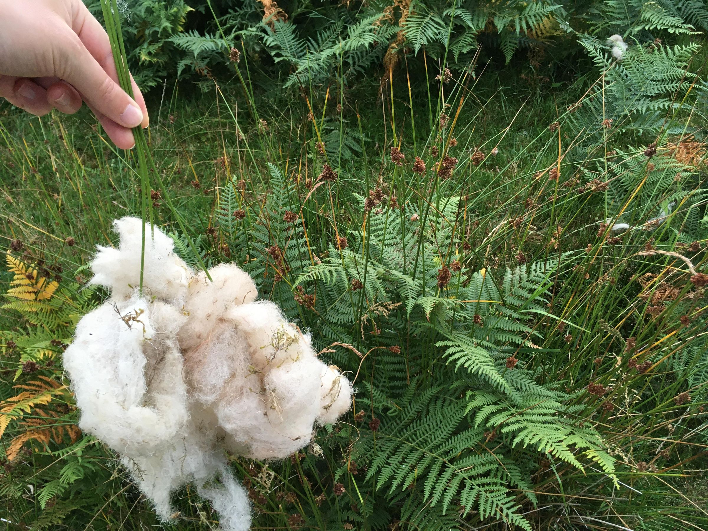 DIY Wool: Forage, Spin and Dye Your Own Yarns : 49 Steps (with Pictures ...