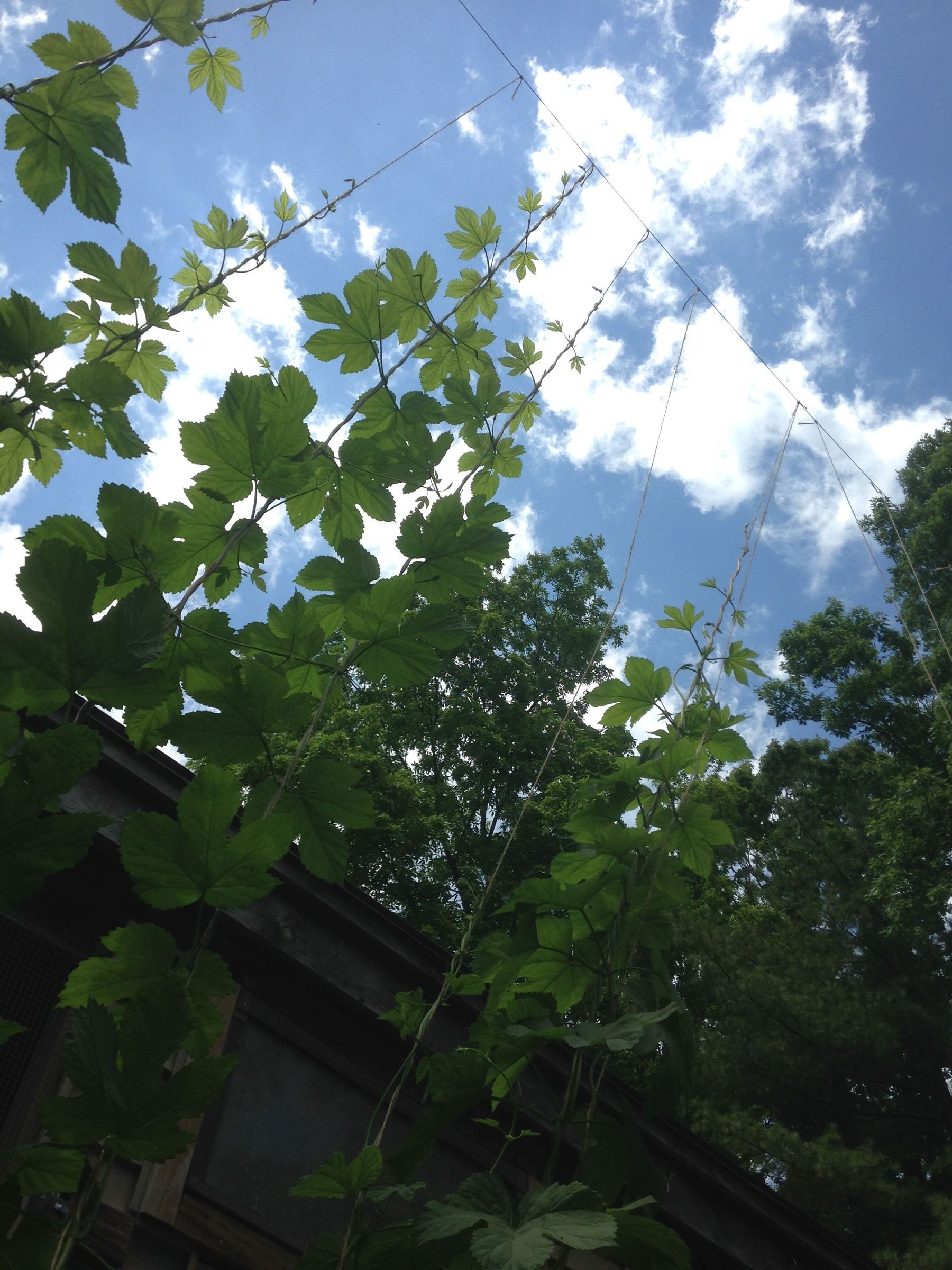 Growing Hops at Home : 9 Steps (with Pictures) - Instructables