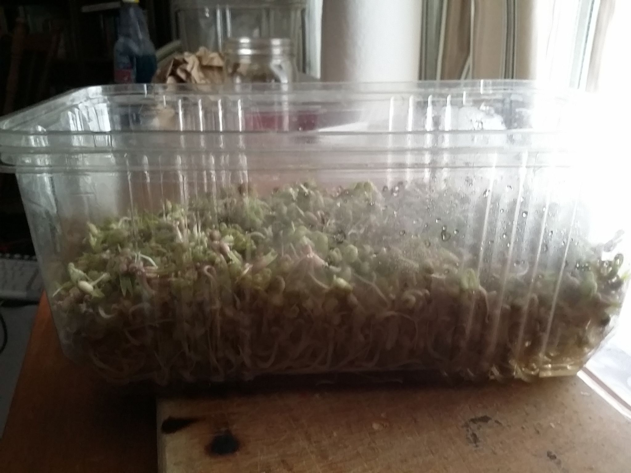 Sprouting Chicken Feed : 7 Steps (with Pictures) - Instructables