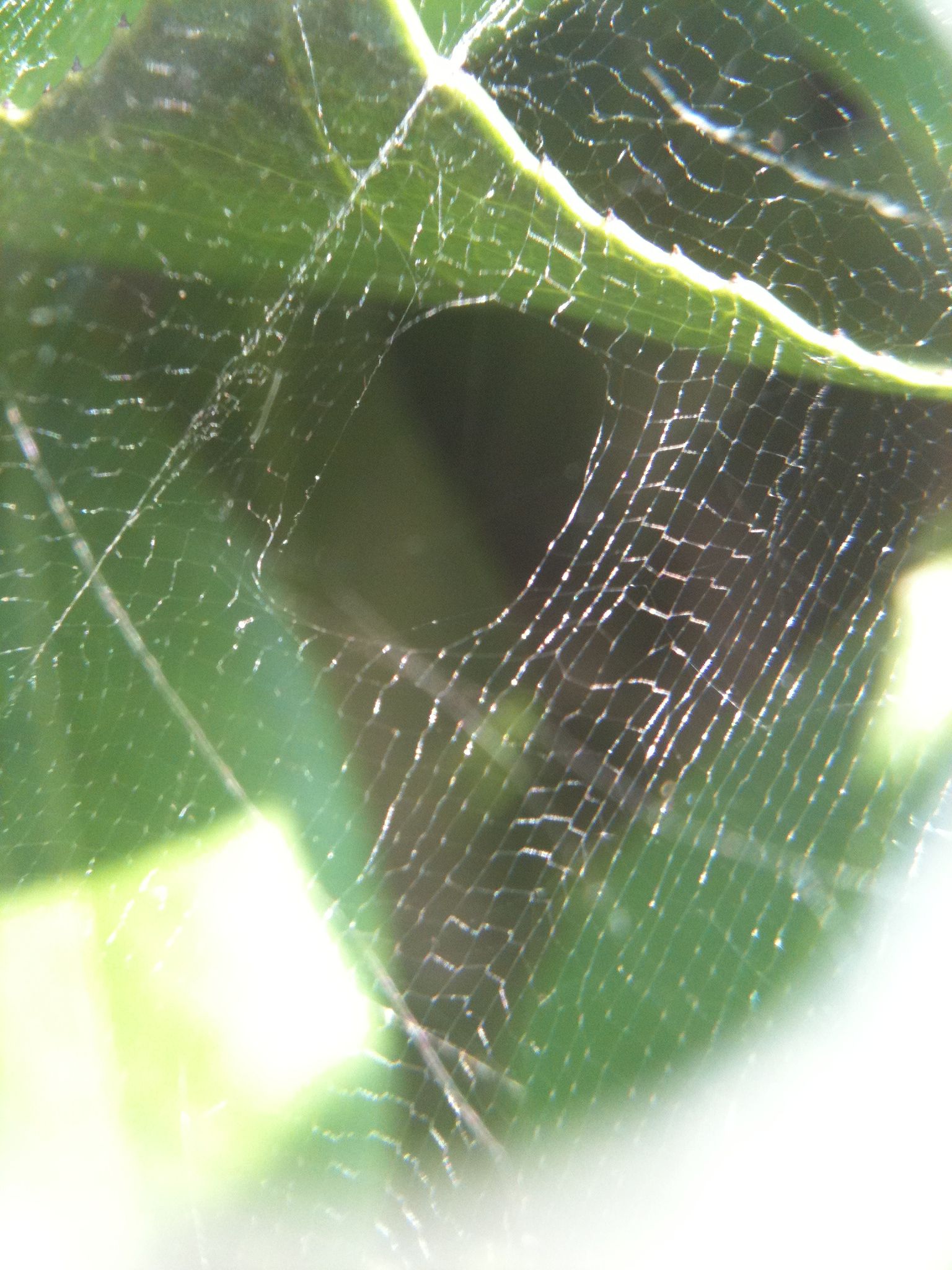 How to Make Spider Silk Thread : 8 Steps (with Pictures) - Instructables