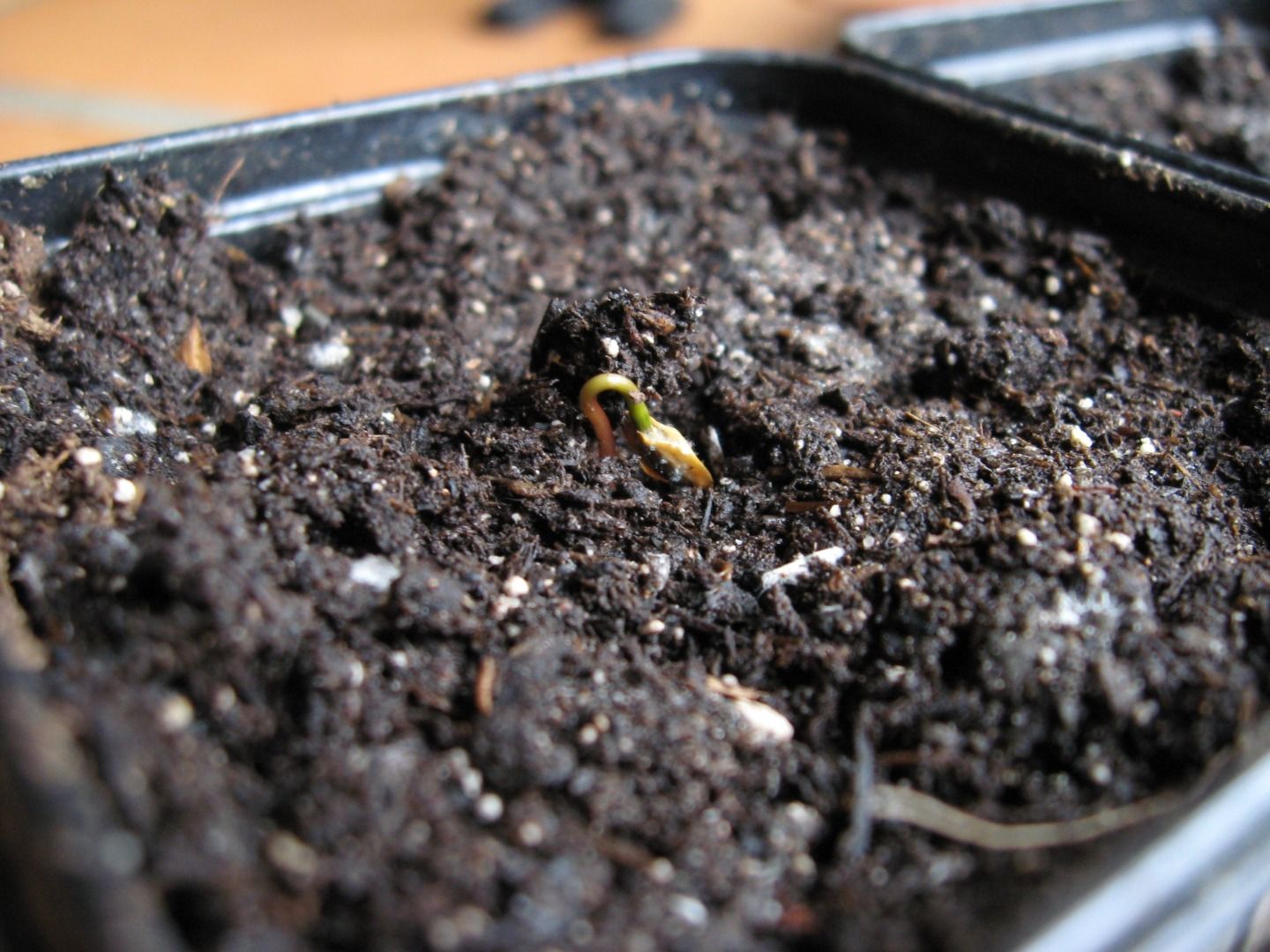 Grow Your Own Giant Sequoia Tree : 6 Steps (with Pictures) - Instructables