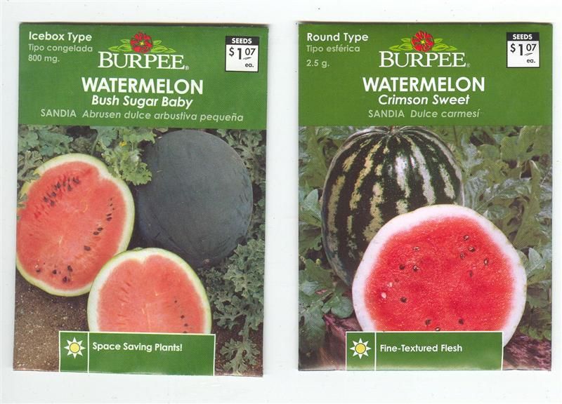 Watermelon Growing Process