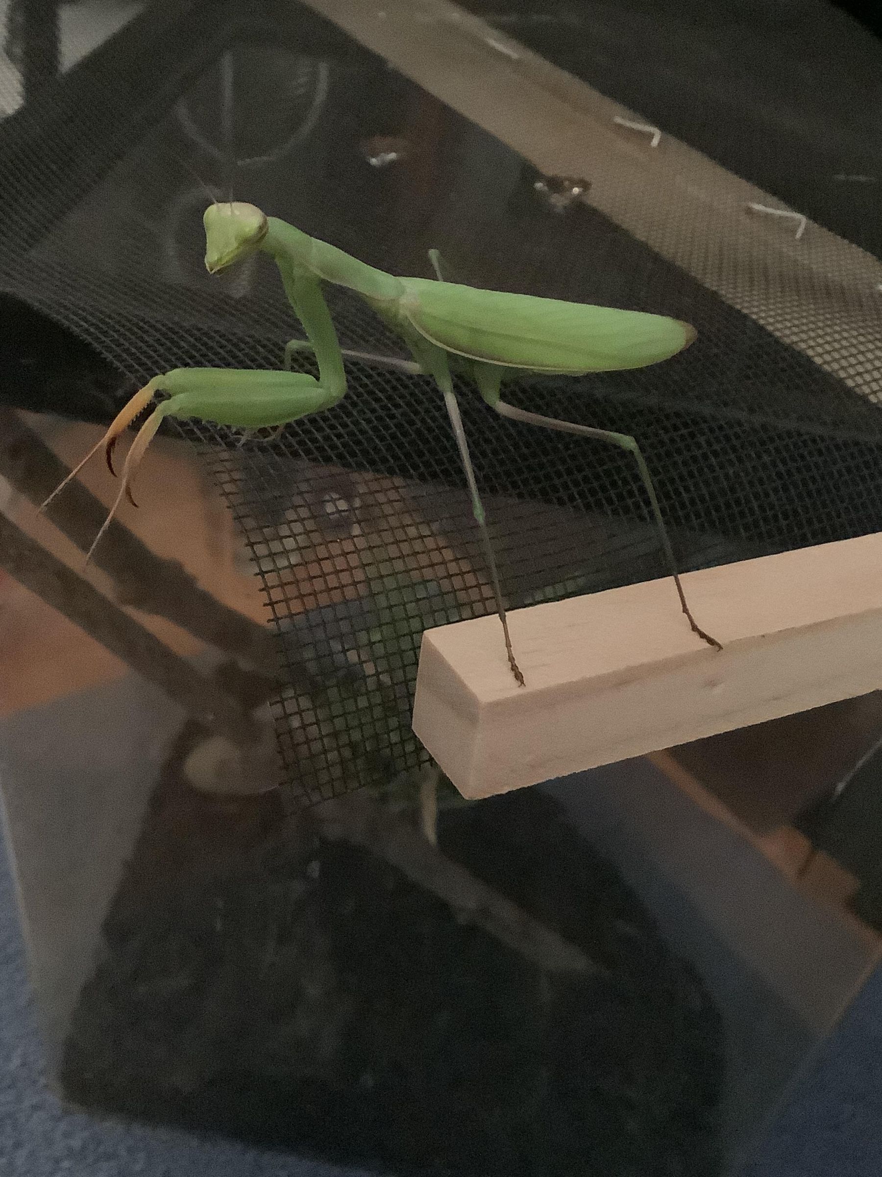 How to Feed Your Praying Mantis : 4 Steps - Instructables