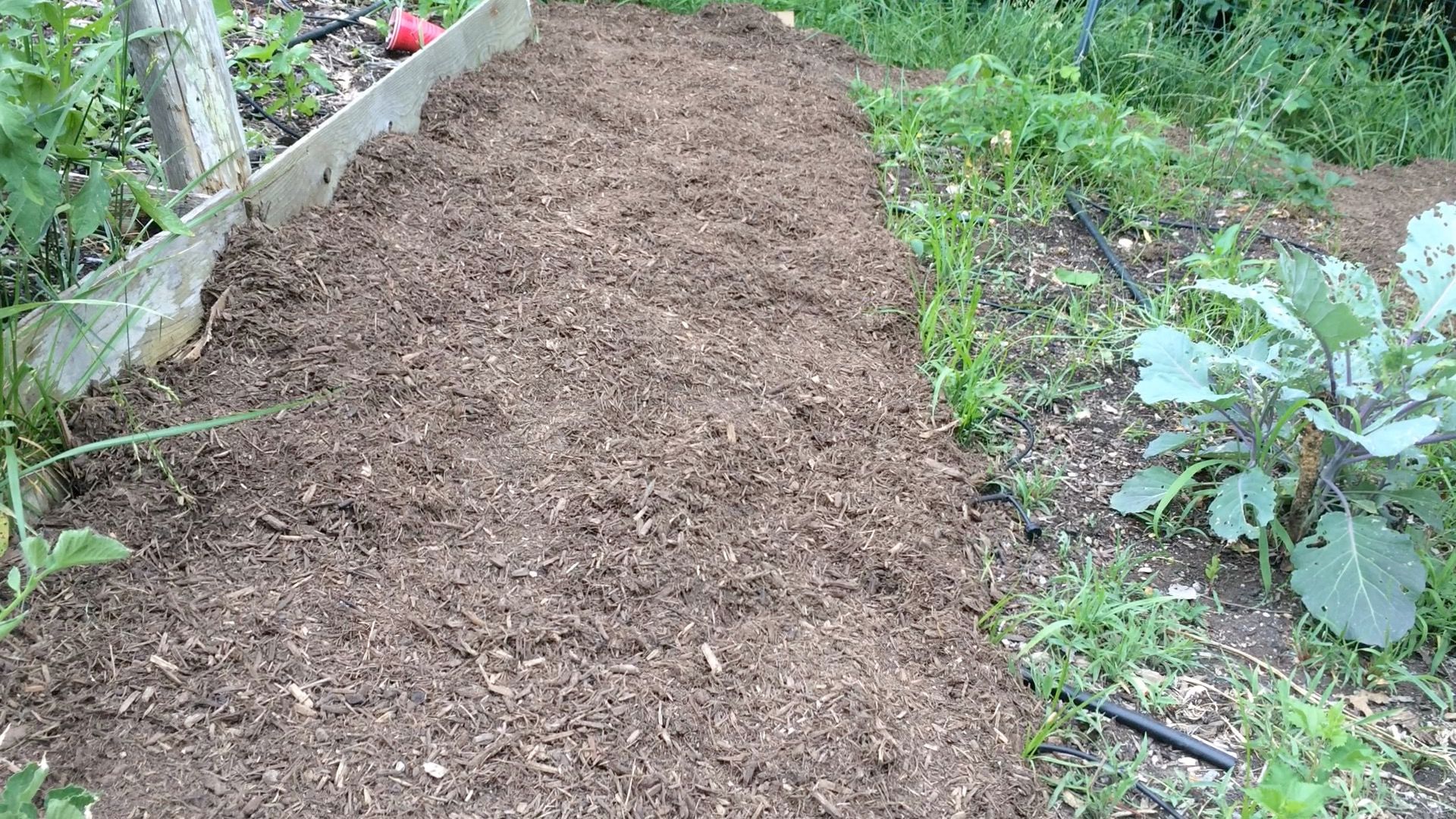 5 Great Ways to Use Cardboard in the Garden : 5 Steps - Instructables