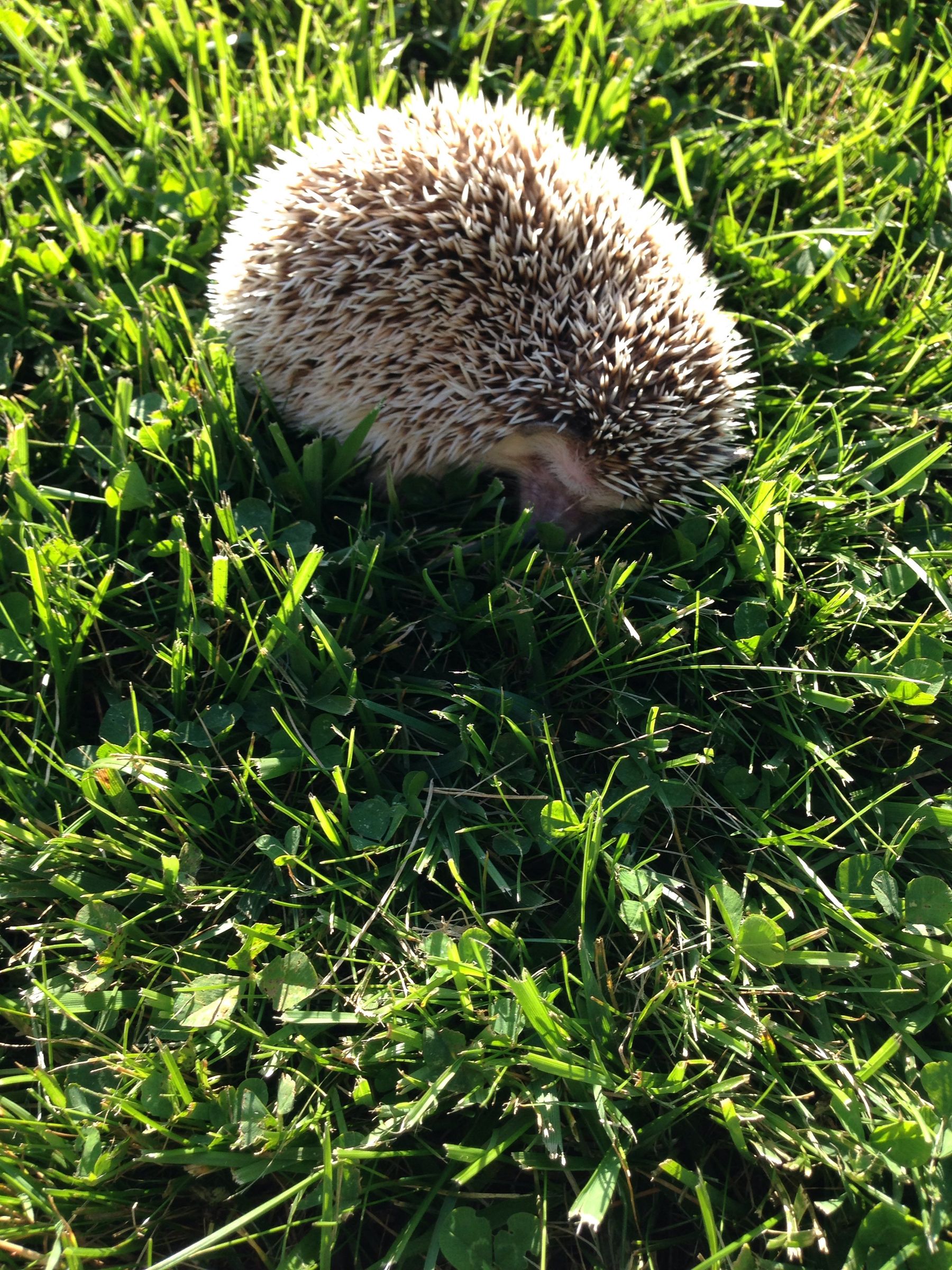 How To: Litter Box Train Your Hedgehog : 6 Steps (with Pictures ...