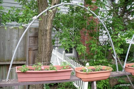 PVC Trellis : 5 Steps (with Pictures) - Instructables