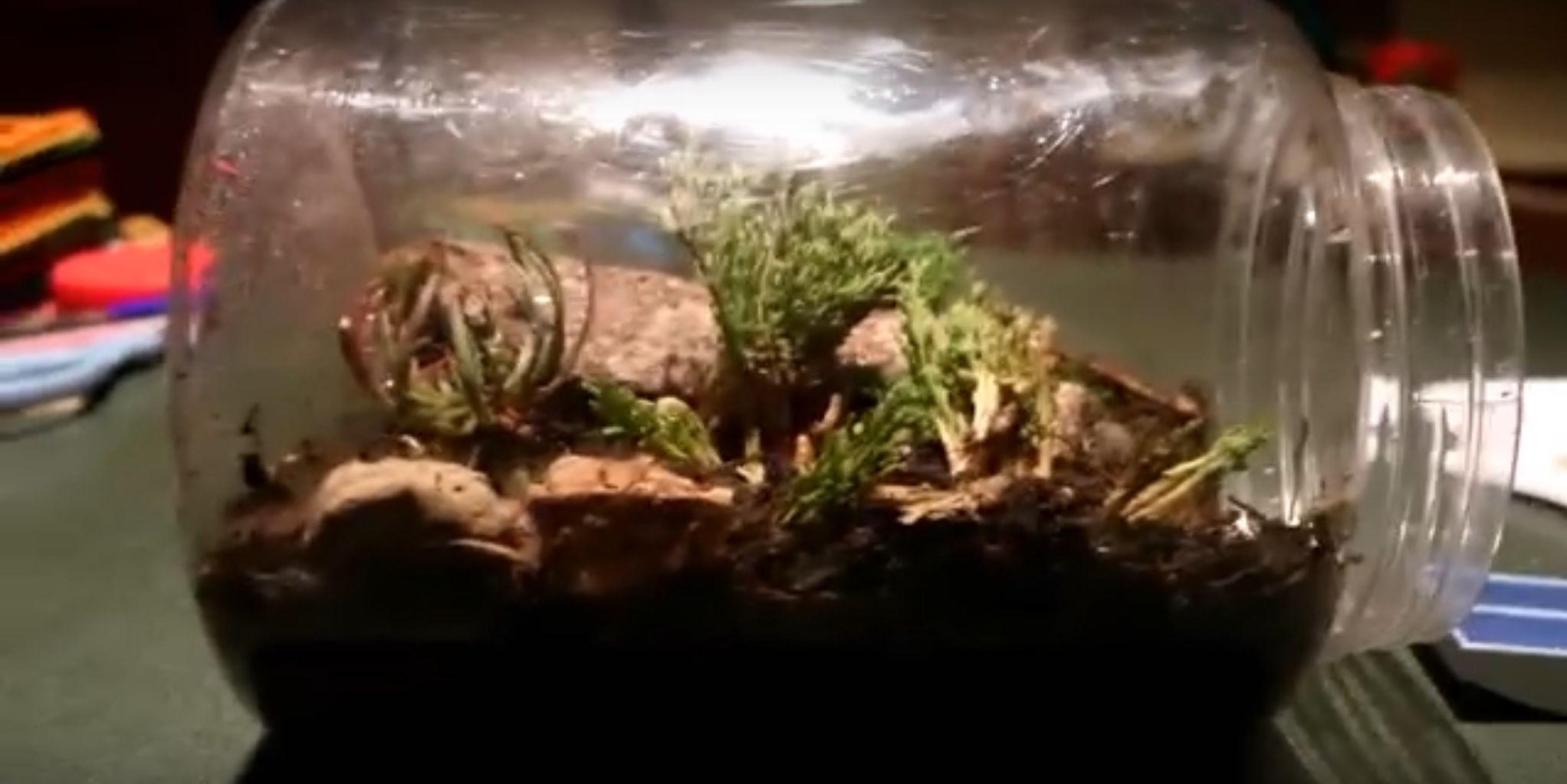Eternal Terrarium With Ant Colony Inside! : 4 Steps (with Pictures ...