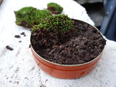 Mini Moss Garden From Backyard Materials : 4 Steps (with Pictures ...