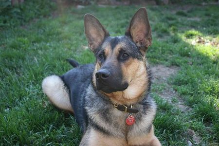 How to Choose a Second Dog : 9 Steps (with Pictures) - Instructables