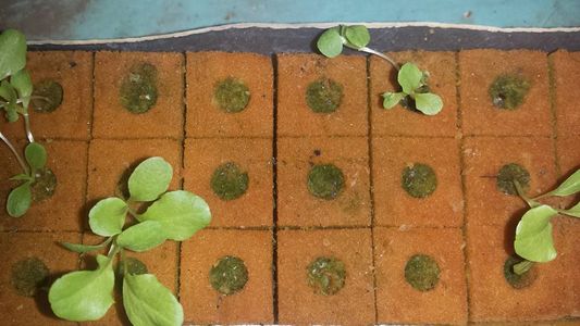 Basics of Hydroponics System - Floating Root Technique : 8 Steps (with ...