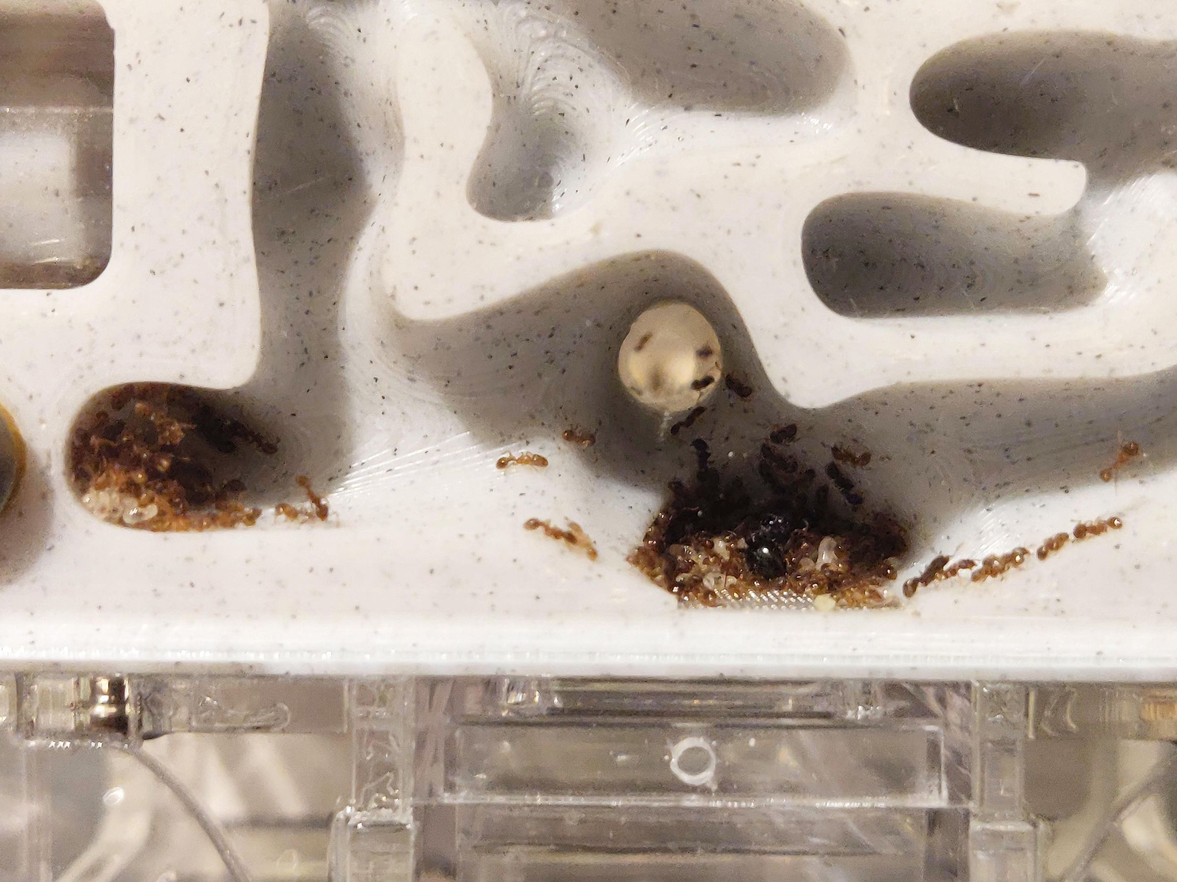 Small Modular Formicarium (Ant Farm) : 16 Steps (with Pictures ...