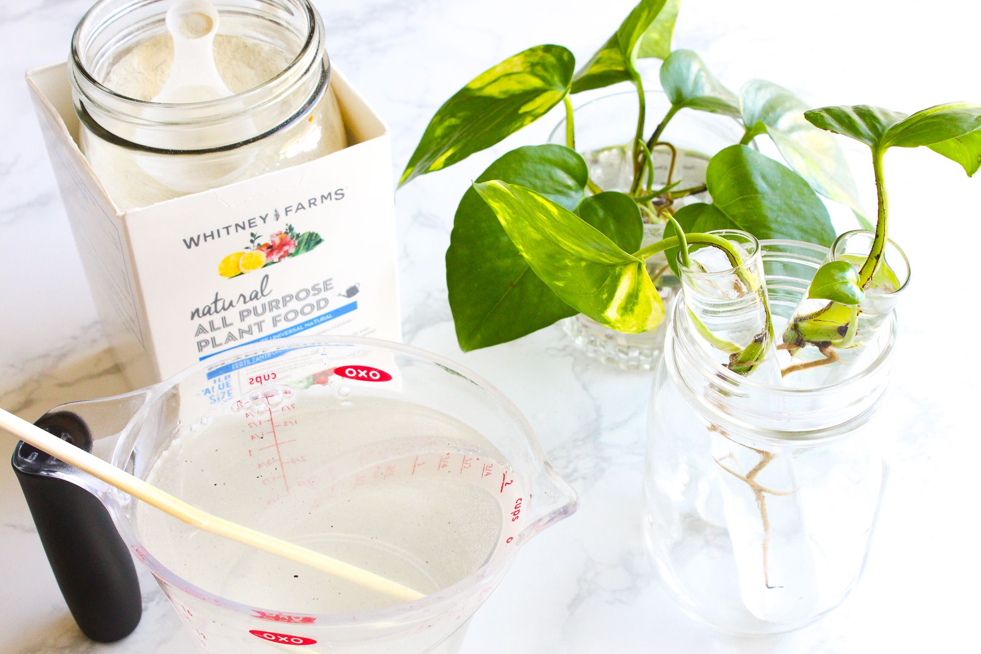 How to Grow a Pothos Plant in Water : 3 Steps (with Pictures ...