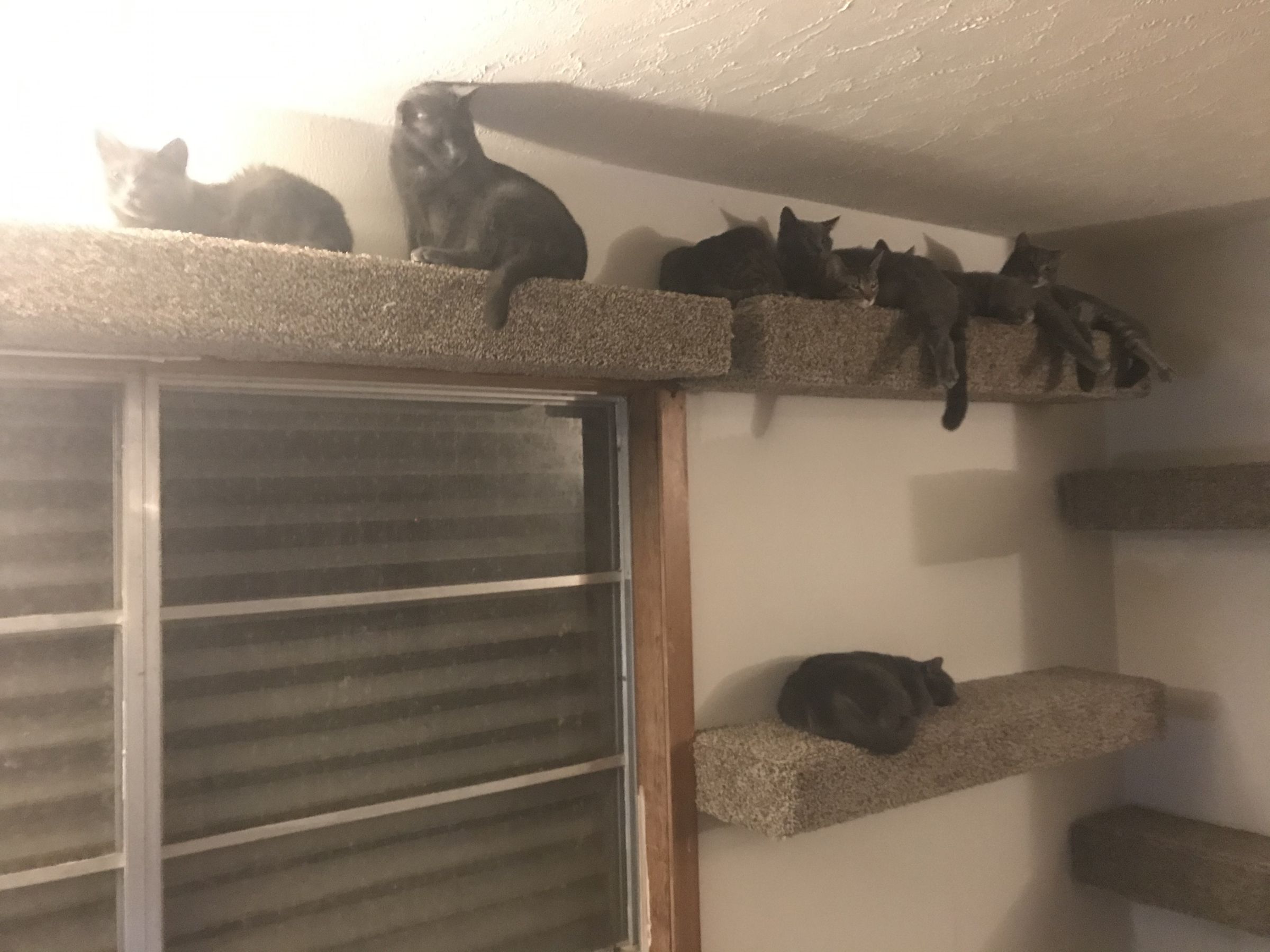 Floating Cat Shelves : 8 Steps - Instructables