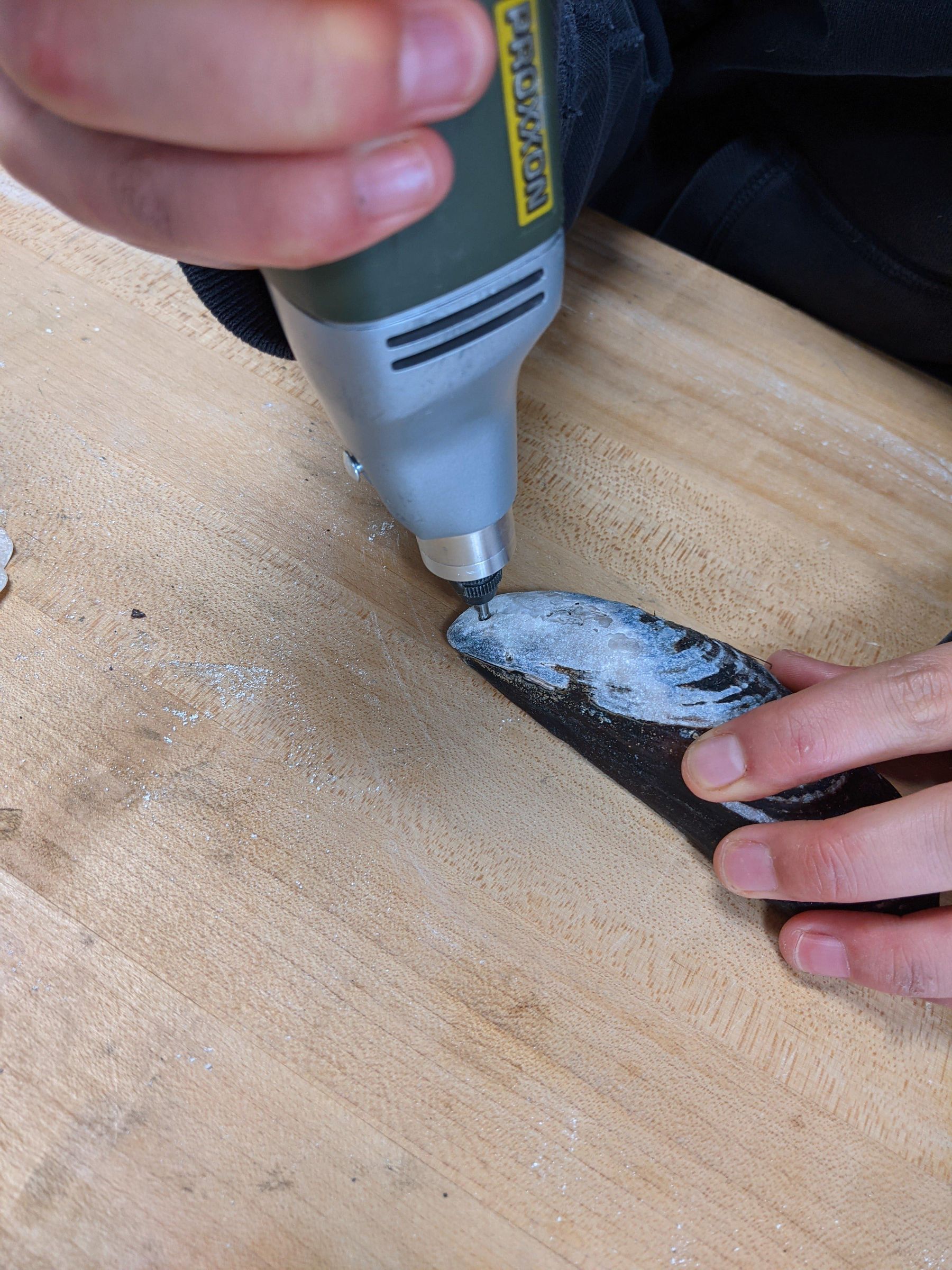 Mussel Shell Hanging Mobile : 6 Steps (with Pictures) - Instructables