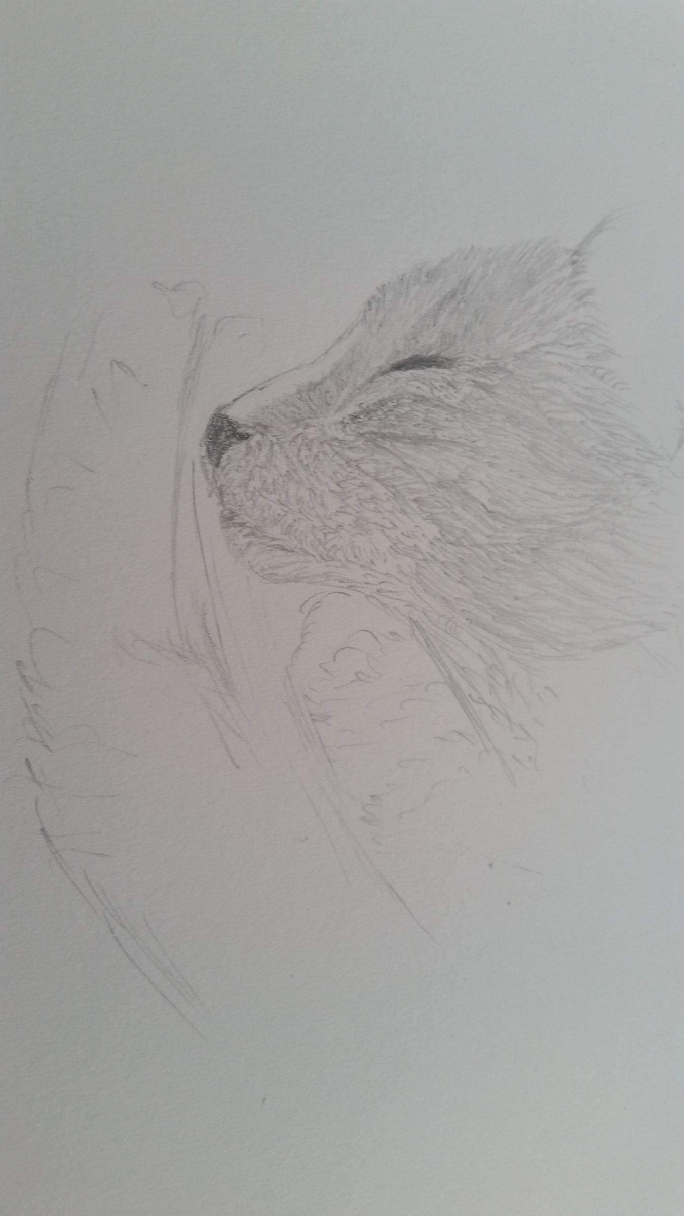 How to Draw Fur : 6 Steps - Instructables