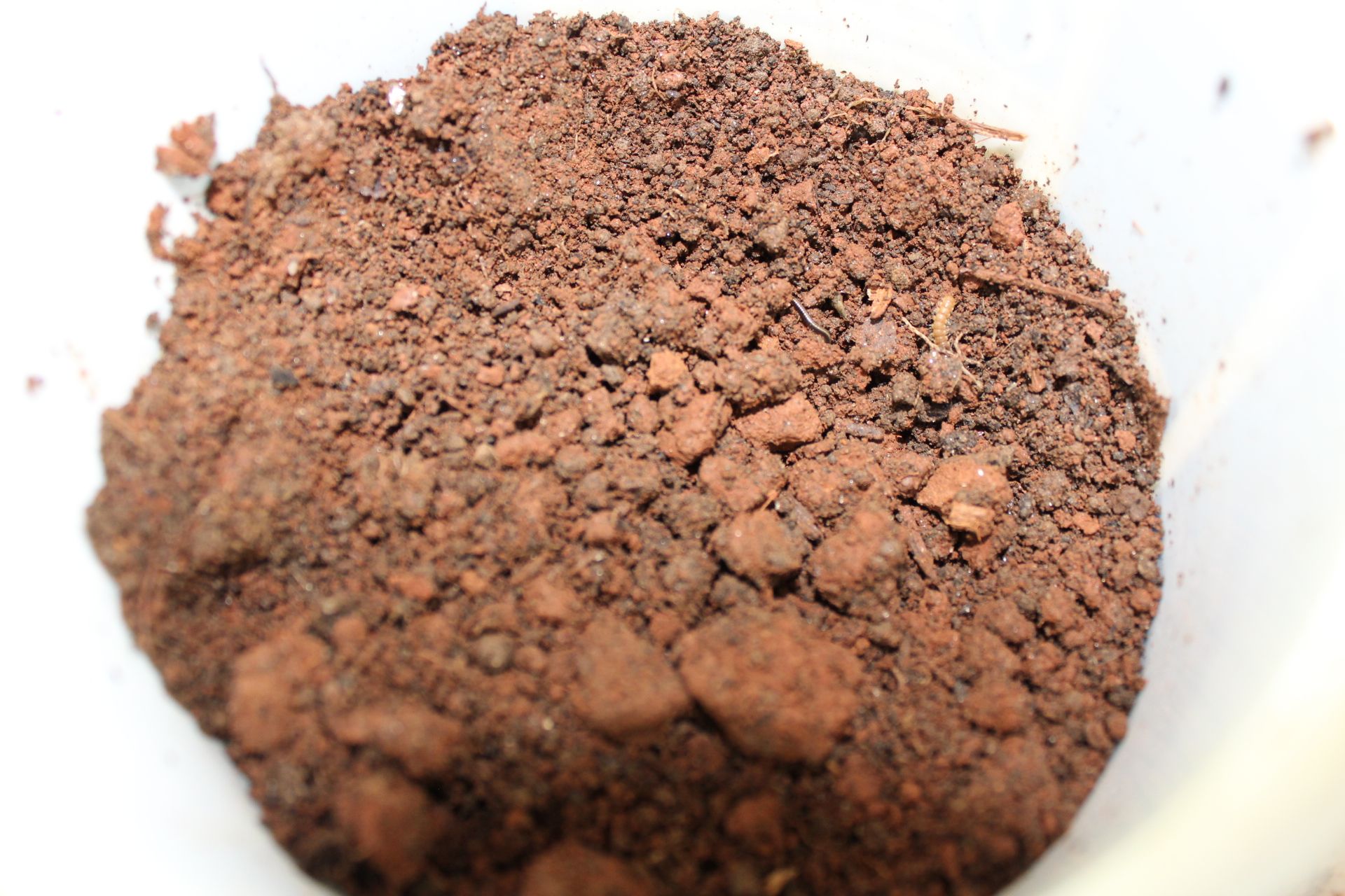 Homemade Pelleted Seeds : 8 Steps (with Pictures) - Instructables