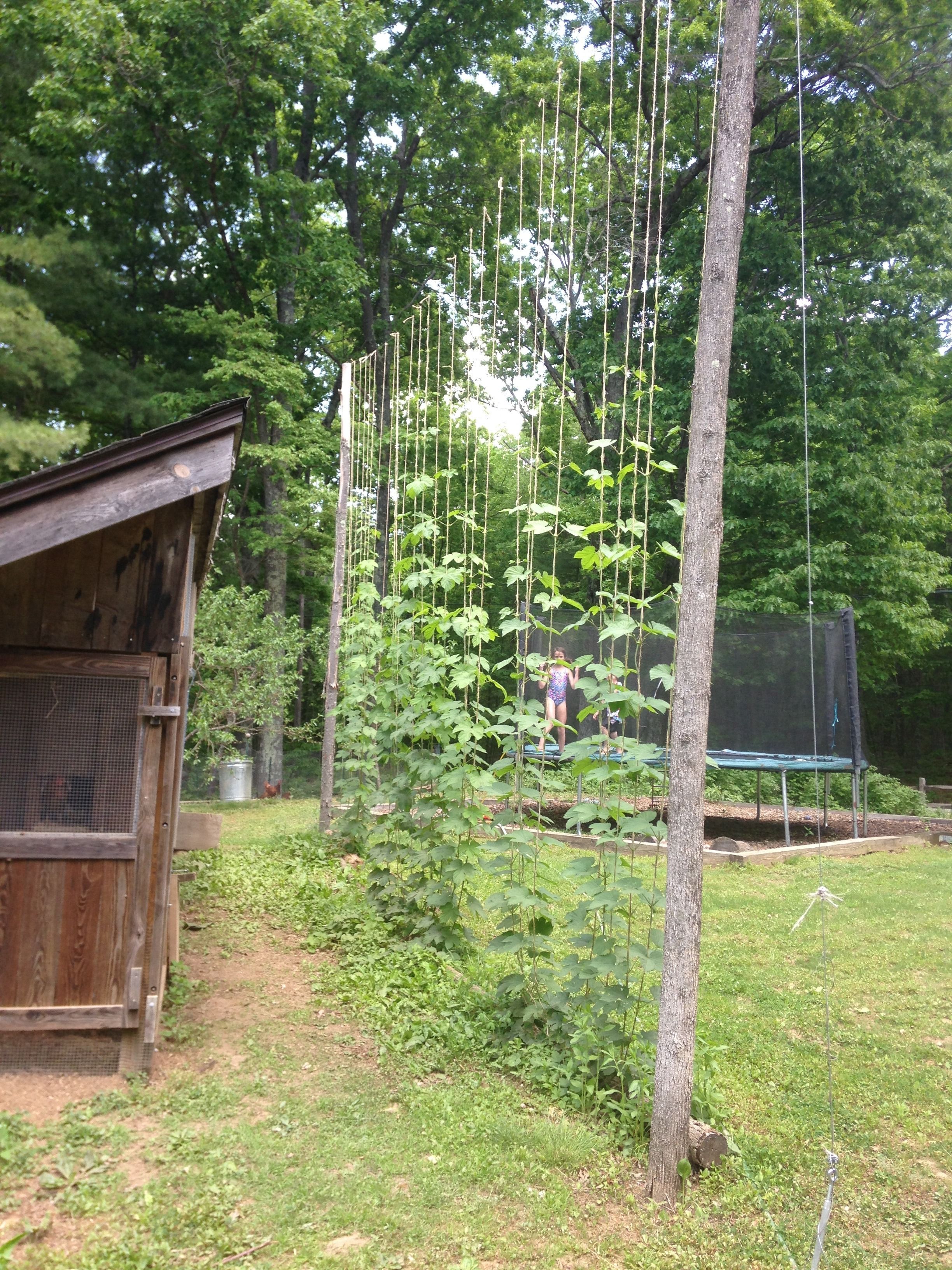 Growing Hops at Home : 9 Steps (with Pictures) - Instructables