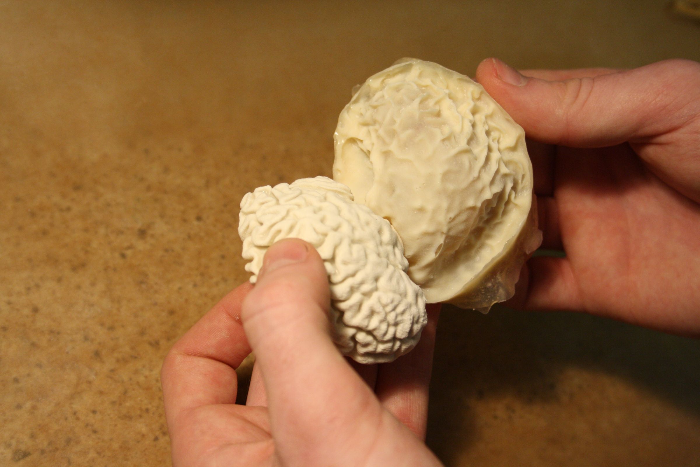 Edible Chocolate Brain From MRI Scan : 9 Steps (with Pictures ...