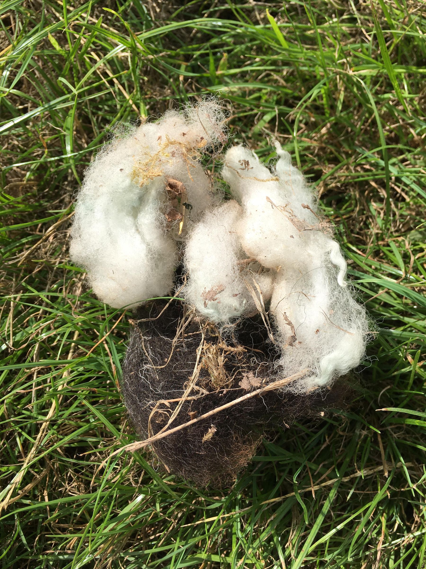 DIY Wool: Forage, Spin and Dye Your Own Yarns : 49 Steps (with Pictures ...