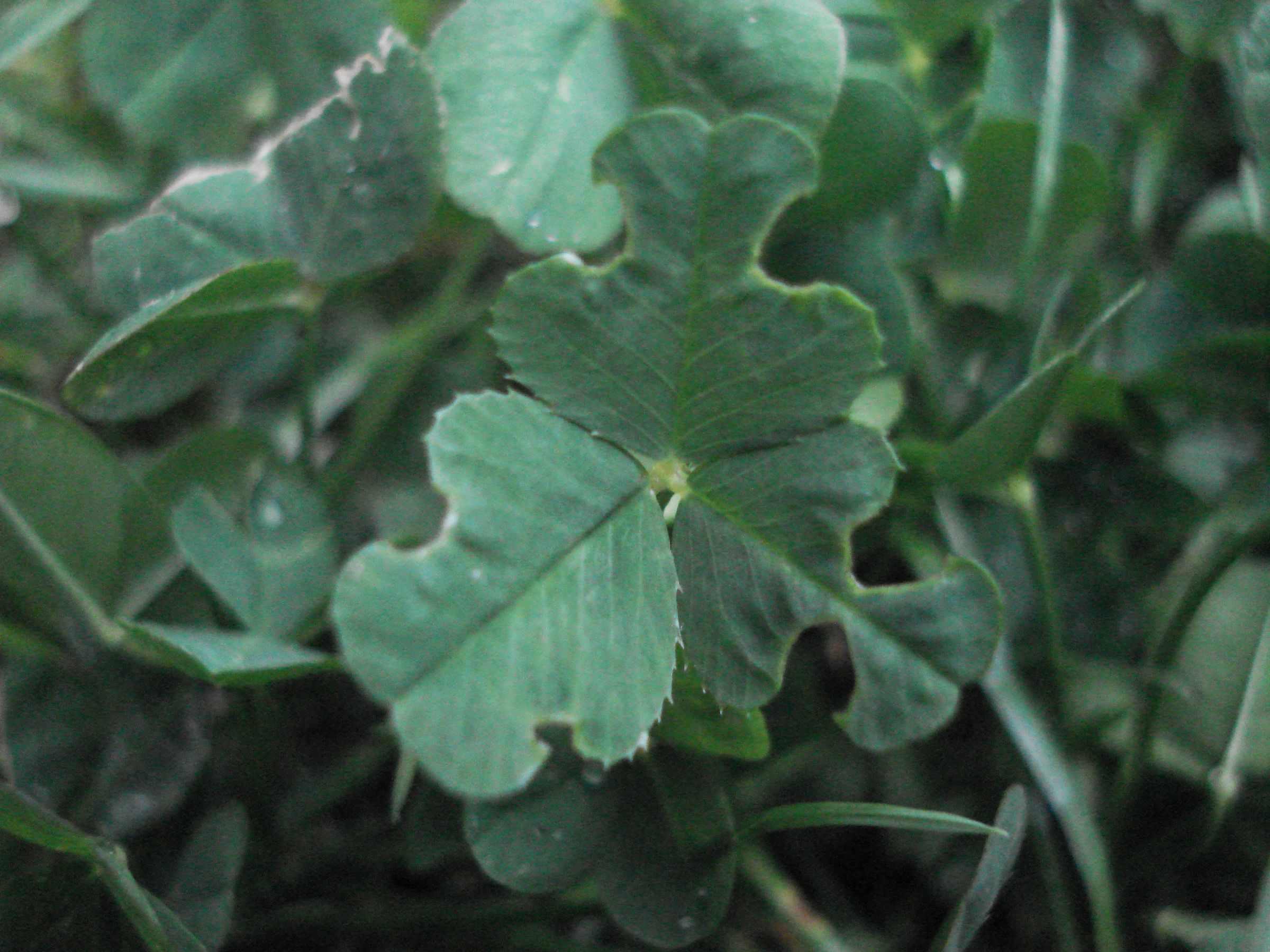 4-leaf Clovers: a Finder's Guide : 8 Steps - Instructables