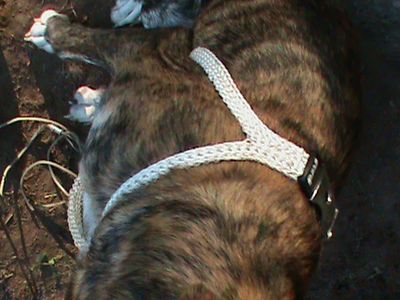 DIY Crochet Dog Harness : 5 Steps (with Pictures) - Instructables