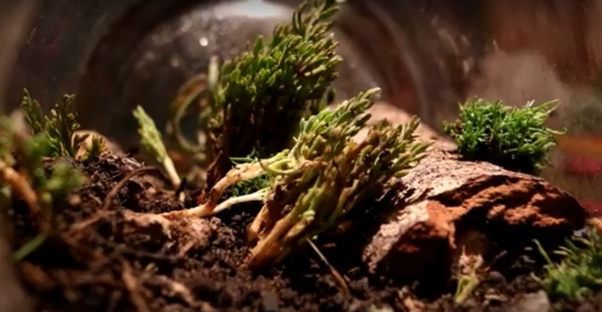 Eternal Terrarium With Ant Colony Inside! : 4 Steps (with Pictures ...