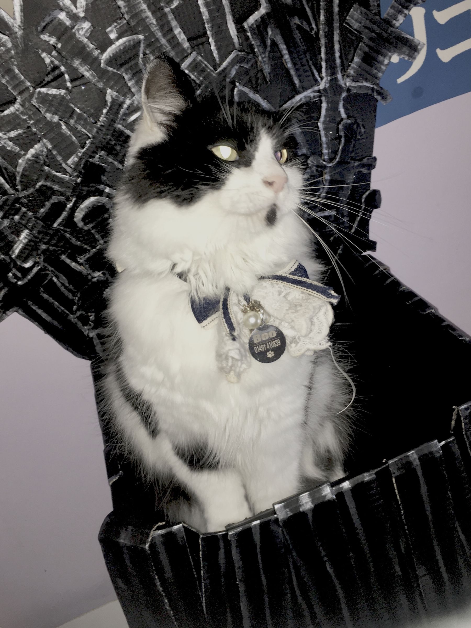 Cardboard Iron Throne Cat Bed : 6 Steps (with Pictures) - Instructables