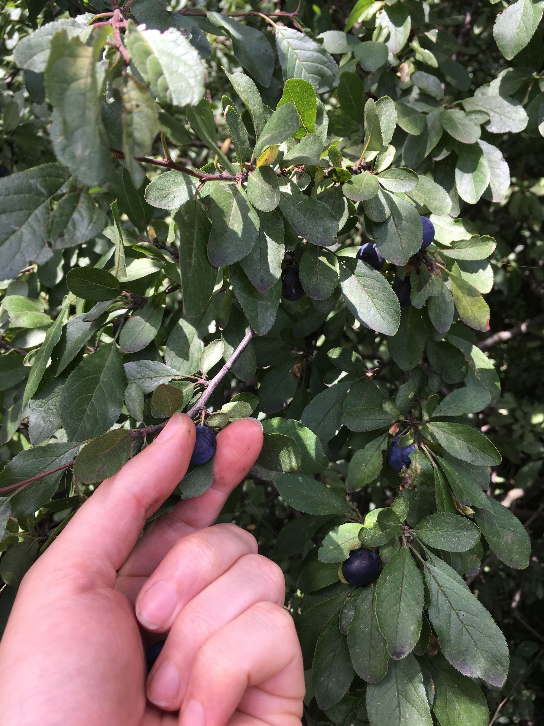 Home Made Ink From Nature: Perfect Purples : 18 Steps (with Pictures ...