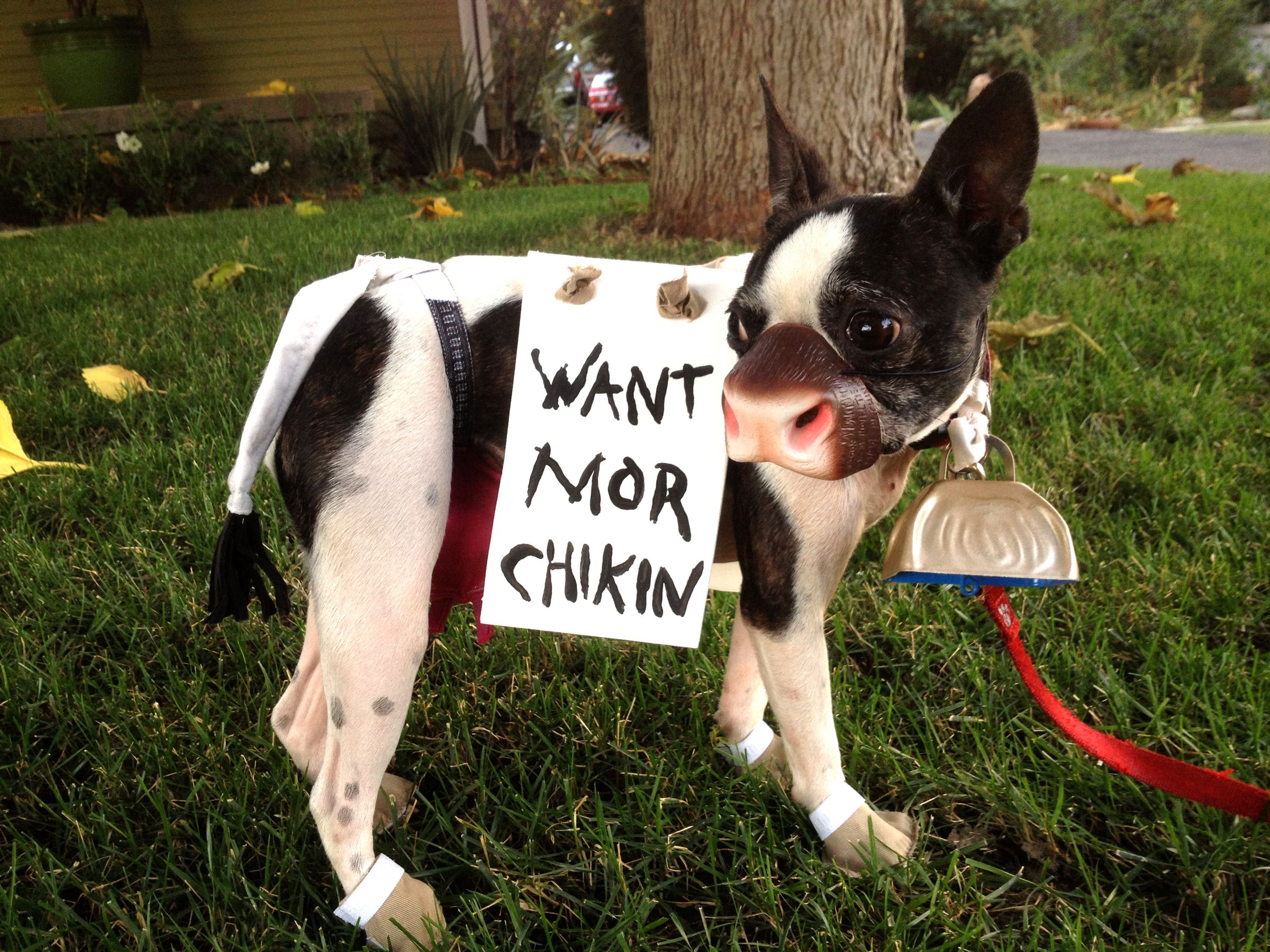 Chick Fil a Dog Costume : 5 Steps (with Pictures) - Instructables