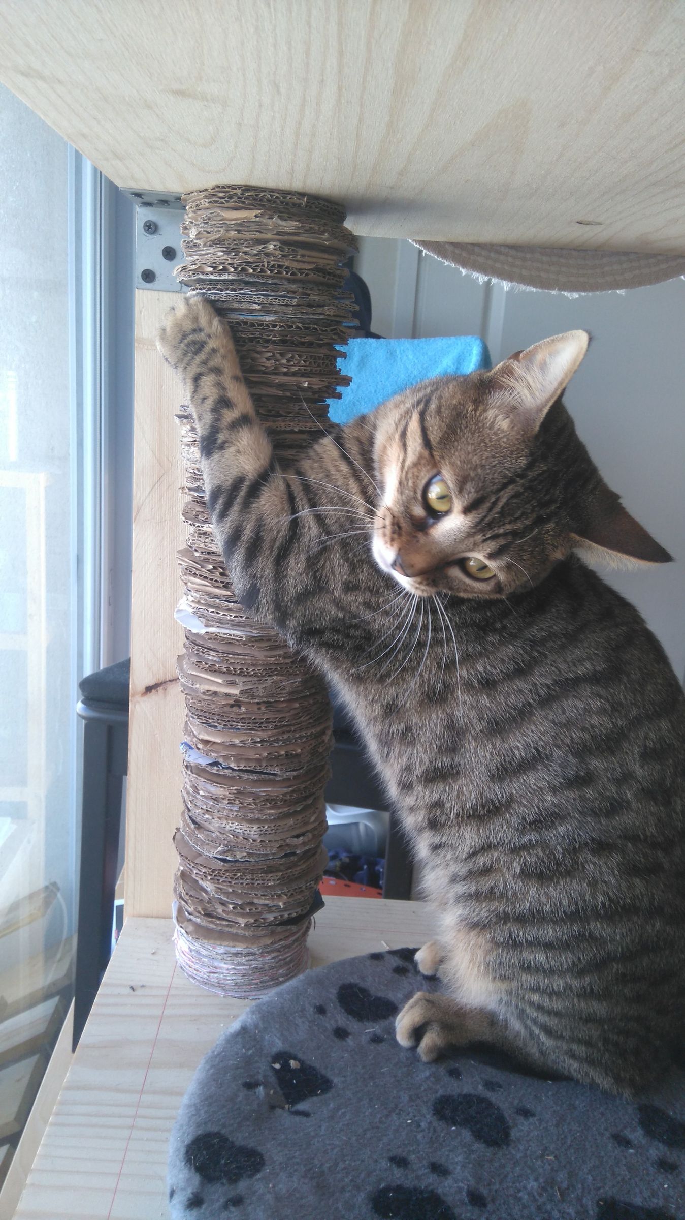 Cardboard Scratching Post : 4 Steps (with Pictures) - Instructables