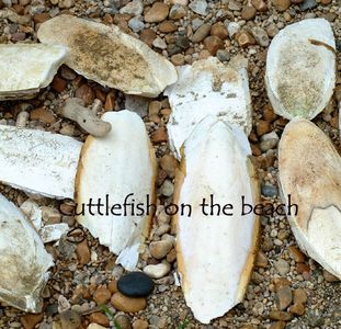 Cuttlefish Casting : 4 Steps (with Pictures) - Instructables
