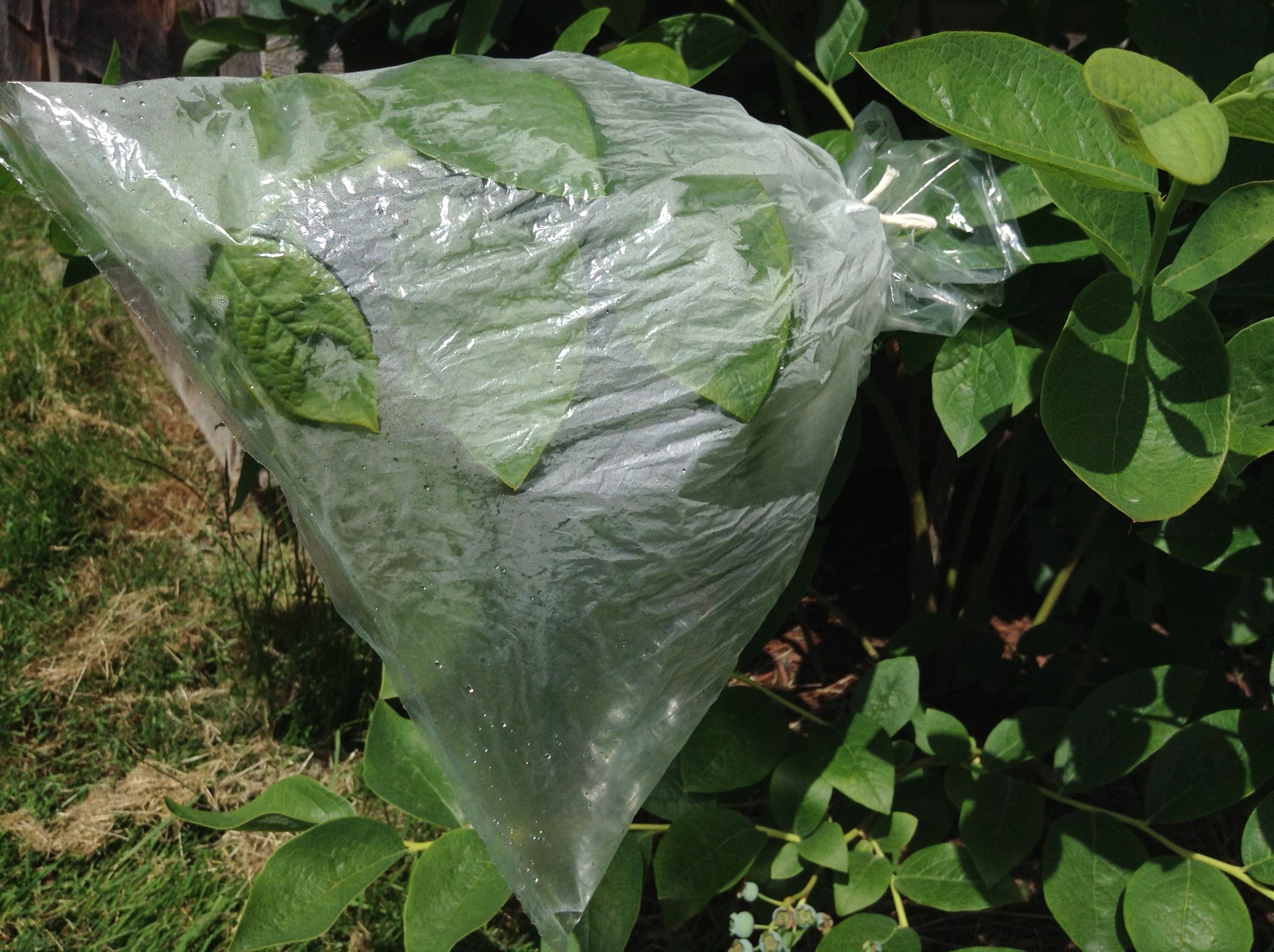 Extract Clean, Drinkable Water From Plants : 3 Steps (with Pictures ...