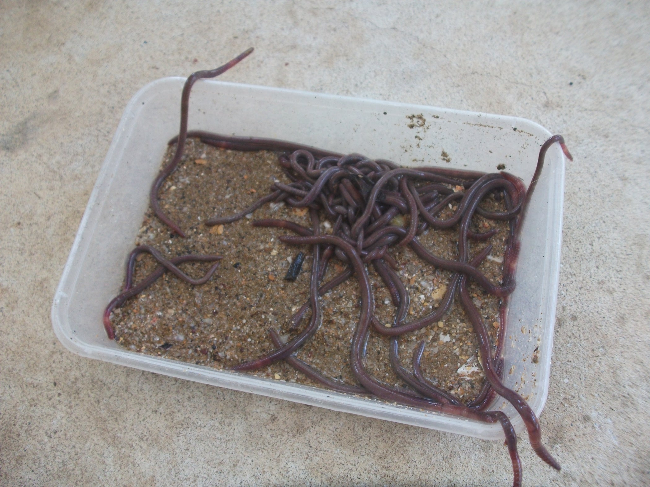 How to Efficiently Extract Worms From the Dirt : 7 Steps - Instructables How to Efficiently Extract Worms From the Dirt : 7 Steps - Instructables