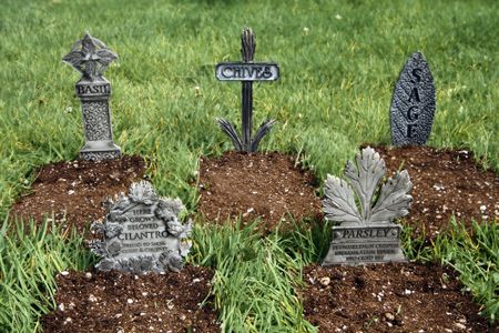Herb Graveyard : 10 Steps (with Pictures) - Instructables