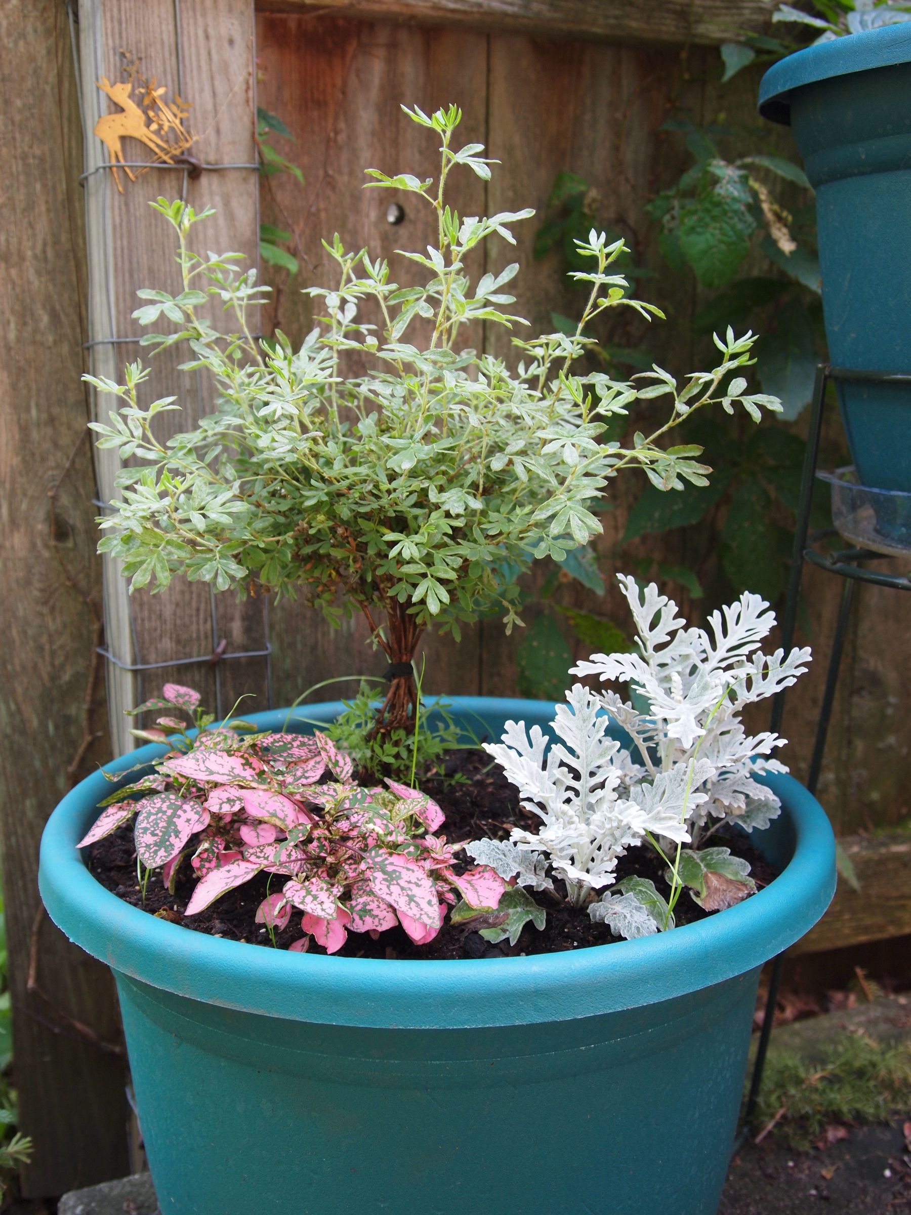 Container Topiary : 4 Steps - Instructables