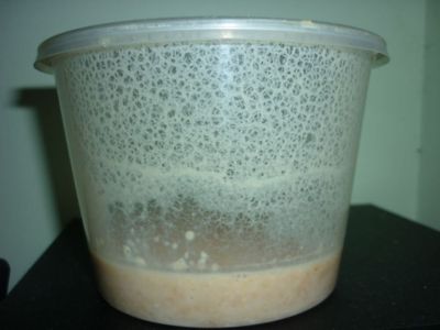 How to Culture Live Microworms for Fry and Small Fish : 4 Steps ...