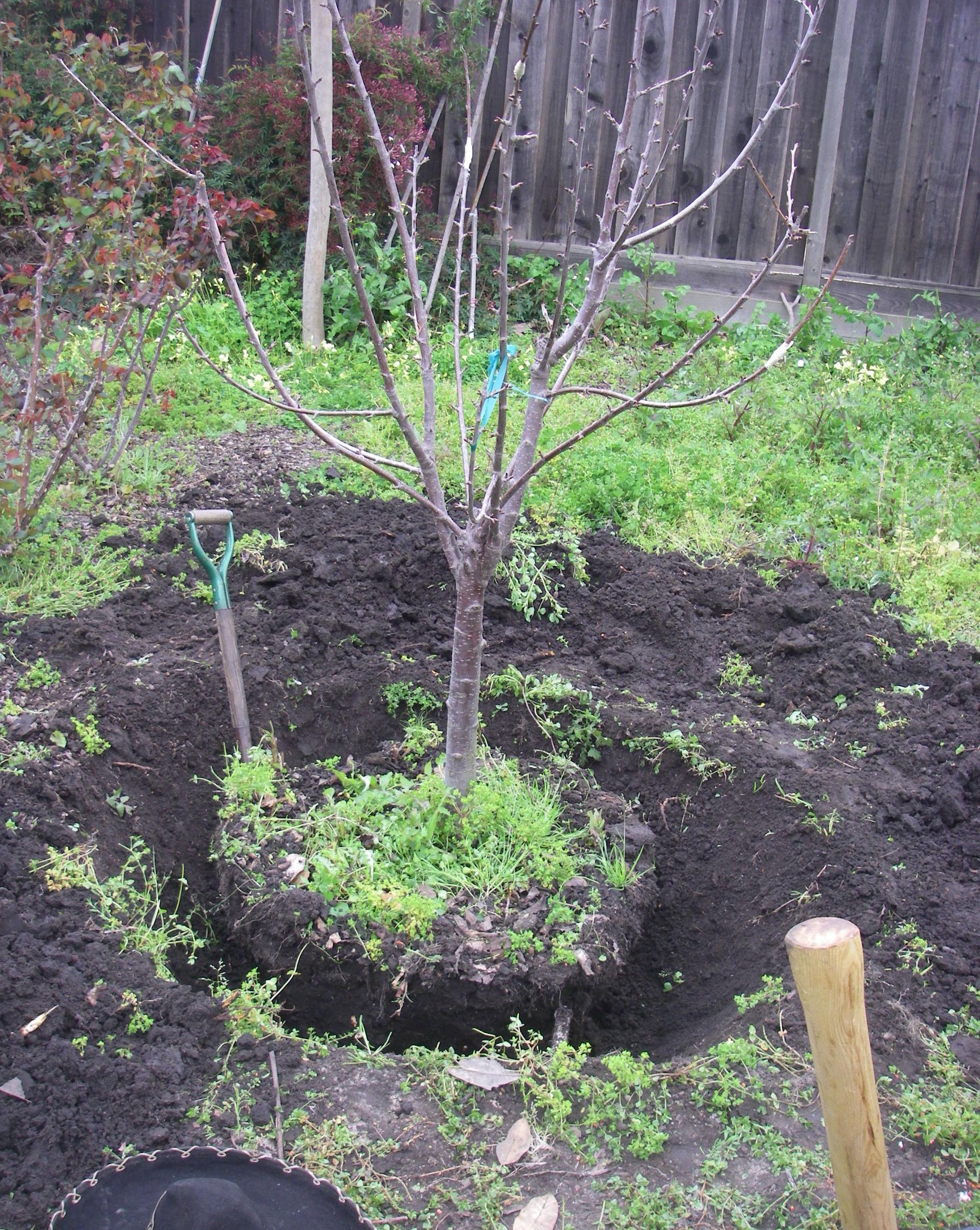 Transplant a Tree With a Giant Two Wheel Dolly : 10 Steps (with ...