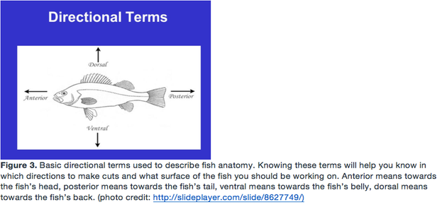 How to Clean a Fish : 22 Steps (with Pictures) - Instructables