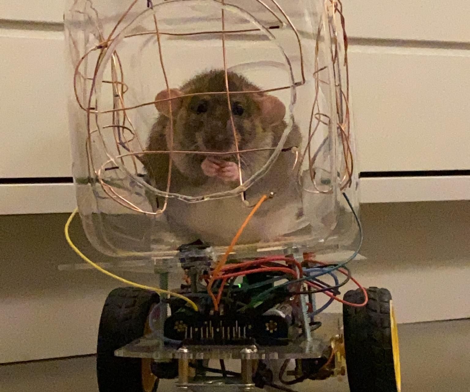 Build a Car With Touch Sensitive Steering for Your Rat : 10 Steps (with ...