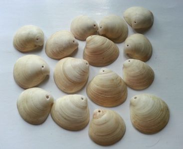 DIY Sea Shell Bracelet : 5 Steps (with Pictures) - Instructables