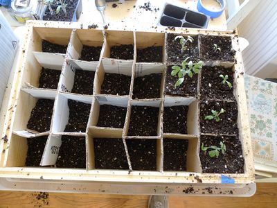 Plant Starting Flats : 8 Steps (with Pictures) - Instructables