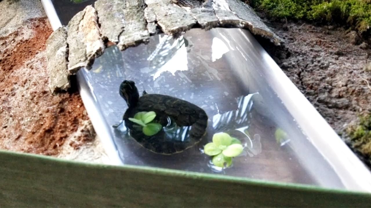 Turtle Habitat for Baby Turtles | Homemade Turtle Garden : 18 Steps ...
