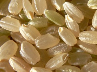 HOWTO Make GBR (germinated or Sprouted Brown Rice) : 6 Steps (with ...