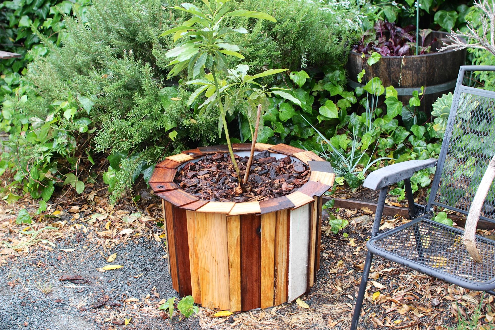 Stylish and Low Cost 55 Gallon Drum Planters : 15 Steps (with Pictures ...