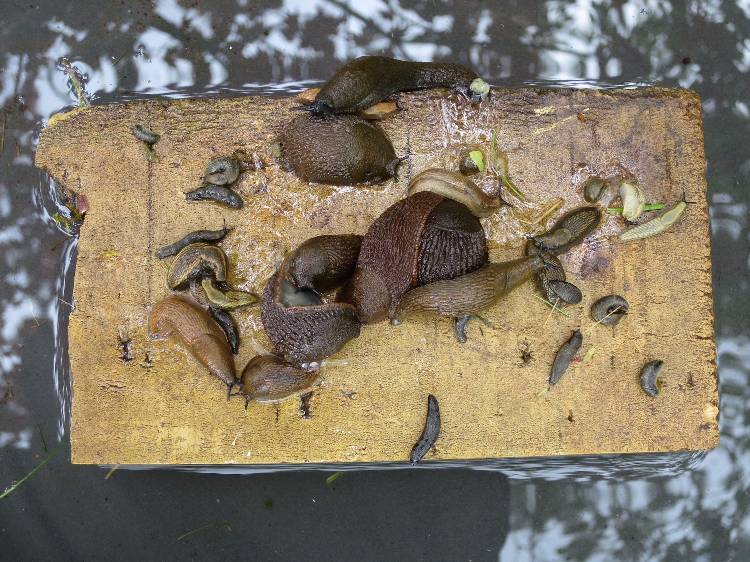 Teaching Birds to Eat Invasive Slugs/ a Poison Free Slug Killer : 6 ...