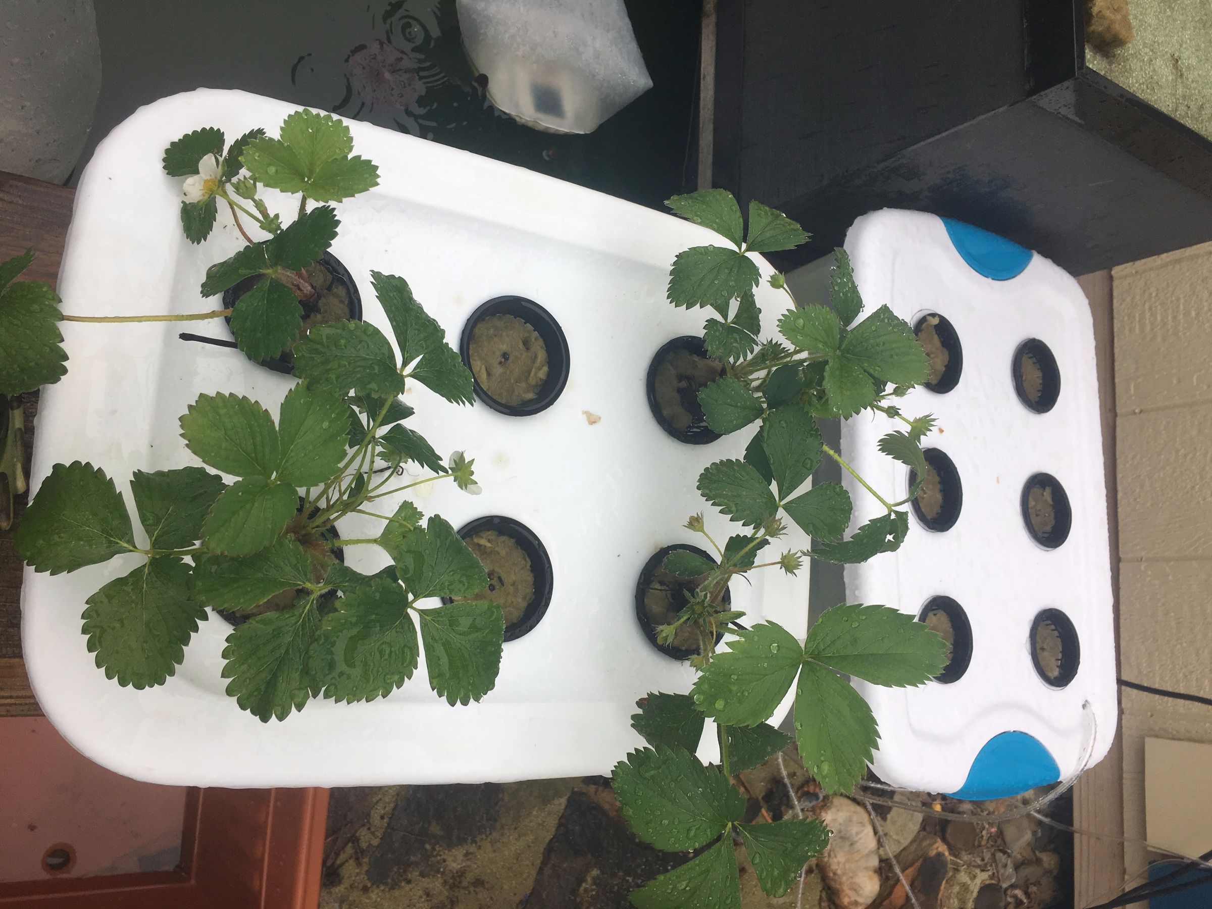 Hydroponics & Aquaponics Koi Pond : 5 Steps - Instructables