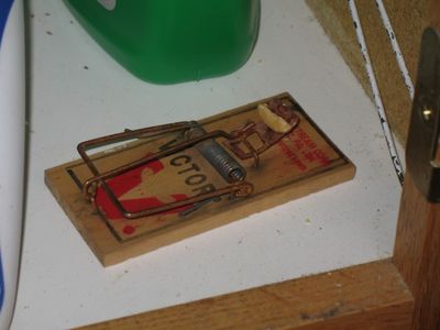 How to Trap a Mouse : 6 Steps - Instructables